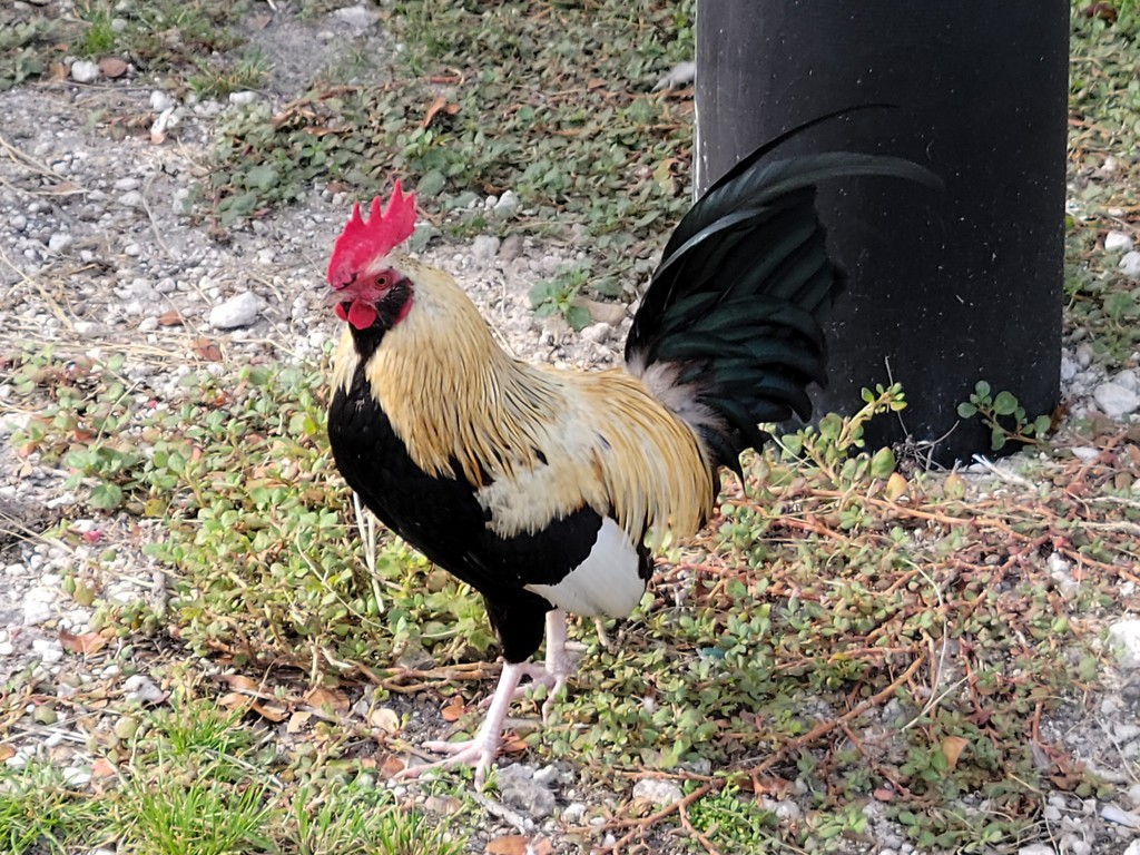 Domestic Chicken from Key West, FL 33040, USA on September 2, 2021 at ...