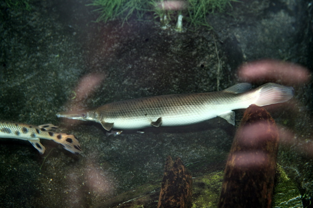 Shortnose gar (Ninnescah Life) · iNaturalist