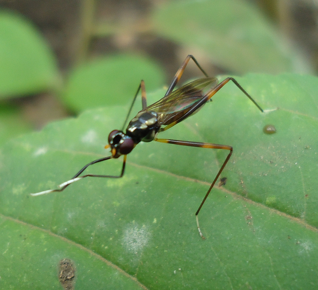 Stilt-legged Flies (Common Sydney Invertebrate Groups) · iNaturalist