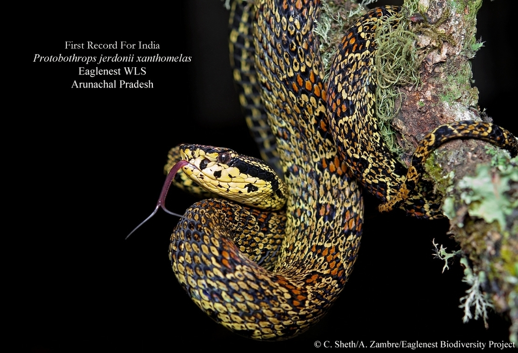 Red spotted pitviper in May 2010 by chintan sheth · iNaturalist