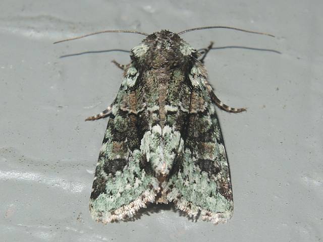 Explicit Arches in October 2021 by privatenoaccess · iNaturalist