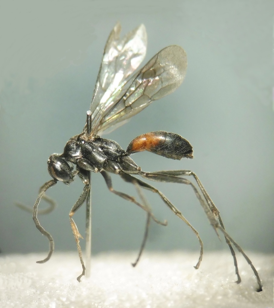 Priocnemis parvula from Can Grau (viver), Beuda, Girona, Espanya on ...