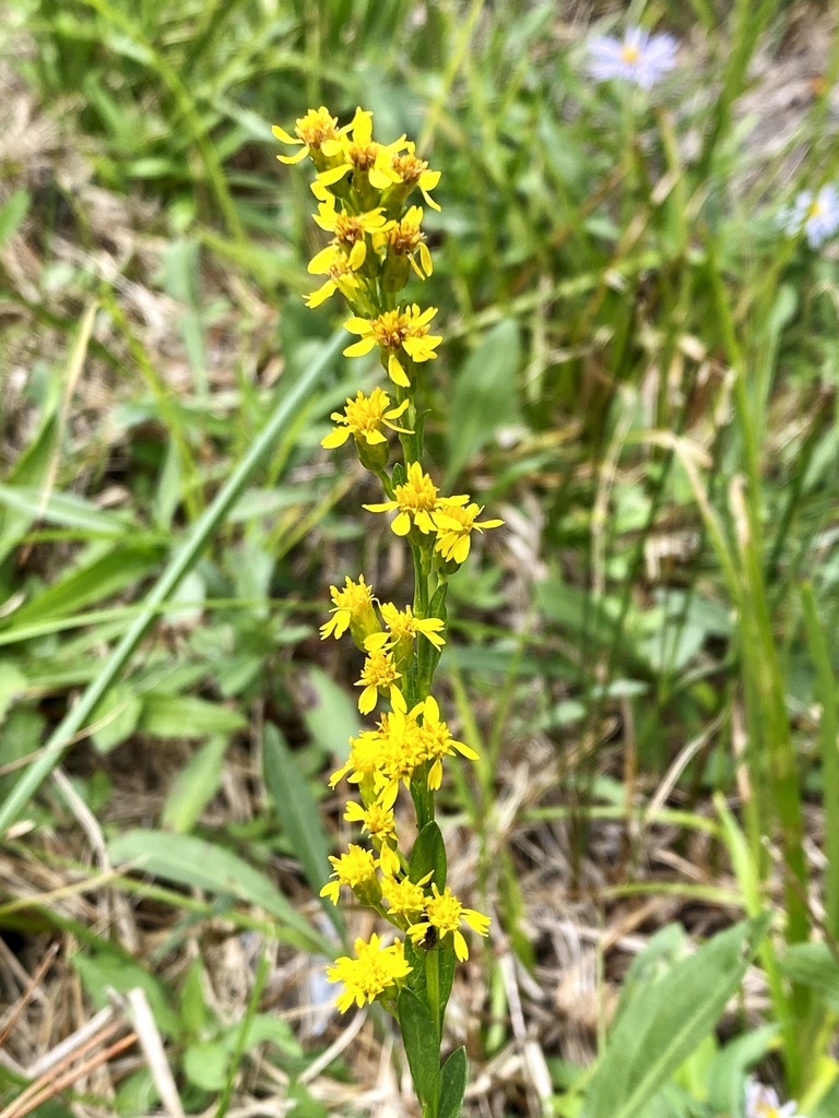 Pine Barren Bog Goldenrod from Aloe St, Egg Harbor City, NJ, US on ...