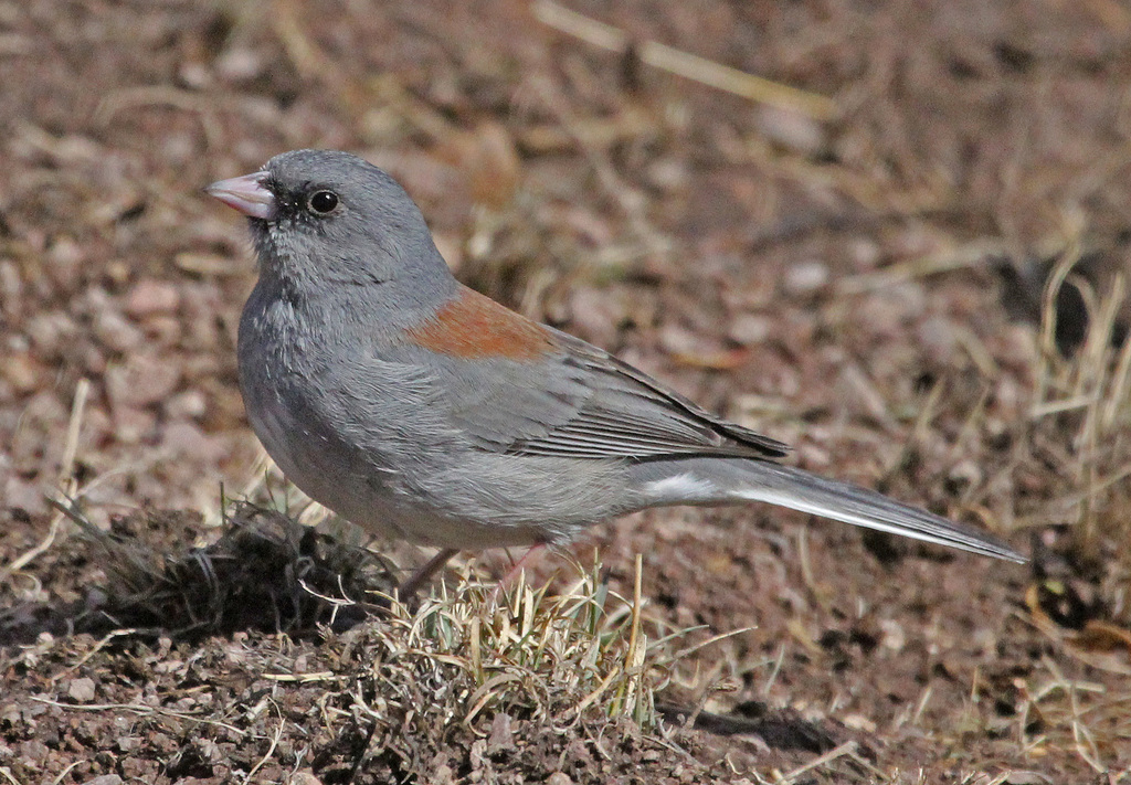 Gray-headed Junco (Birds of San Diego County, California) · iNaturalist