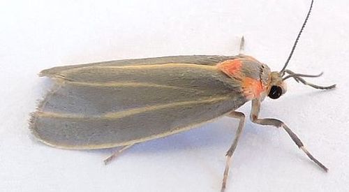 Haematomis uniformis · iNaturalist Guatemala