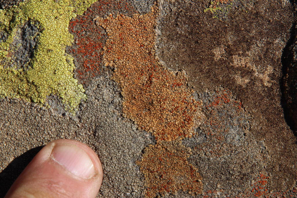 Rose Gold Lichen (Fungi of southern Africa) · iNaturalist