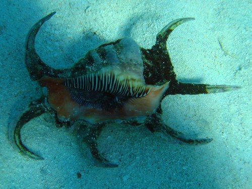 Subspecies Harpago chiragra rugosus · iNaturalist