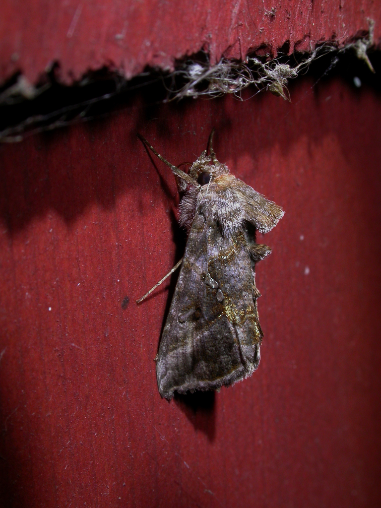 Common Looper Moth from Middleton, WI by Edgar Spalding · iNaturalist