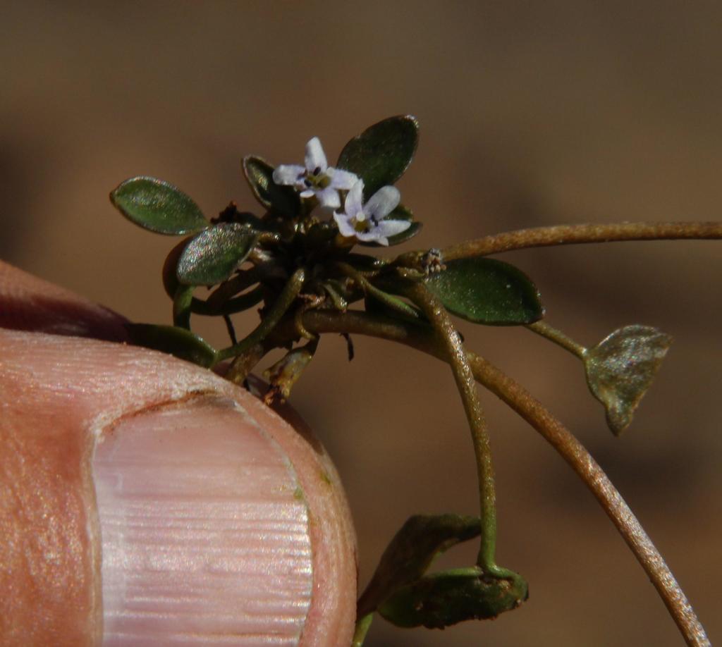 Mudwort (Limosella grandiflora) - Botanical Realm