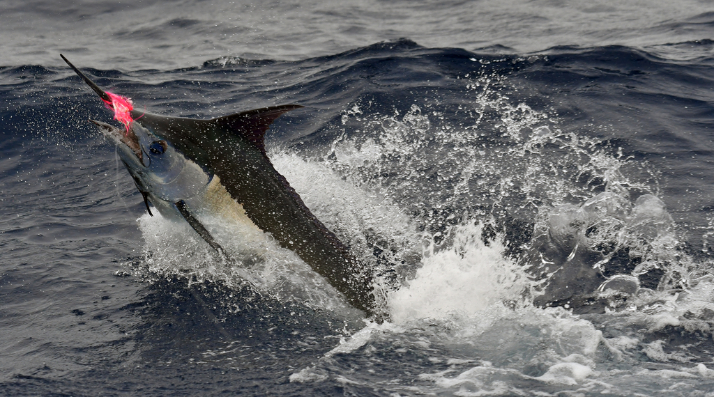 Blue Marlin (East Coast Pelagics) · iNaturalist