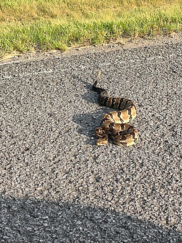 Timber Rattlesnake from Sequatchie County, TN, USA on August 8, 2021 at ...