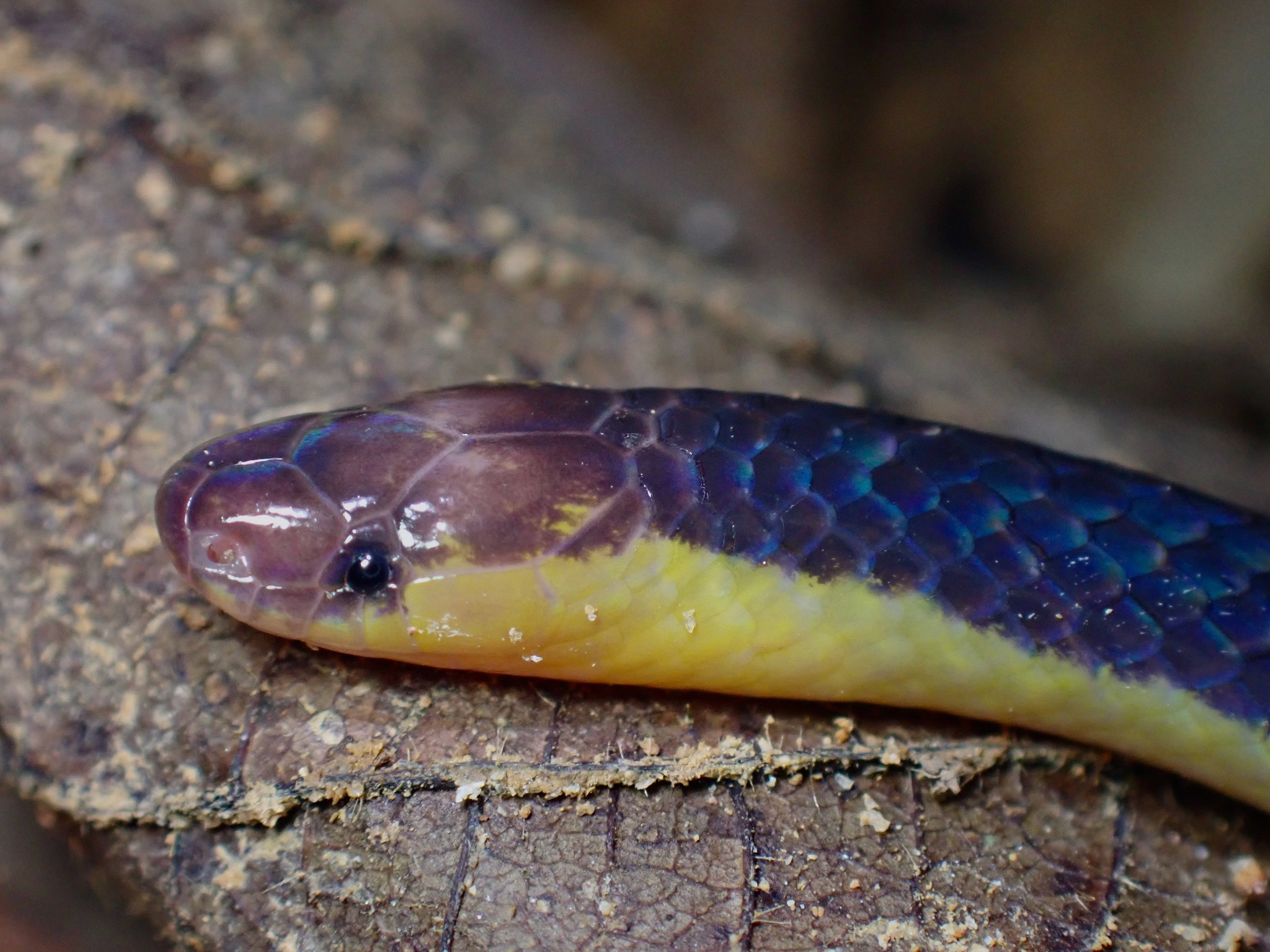 Calamaria schlegeli Duméril, Bibron & Duméril, 1854