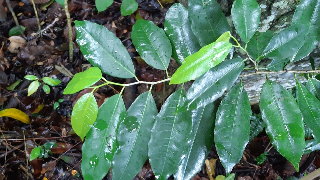 Trilepisium gymnandrum in October 2021 by beeecological. Critically ...