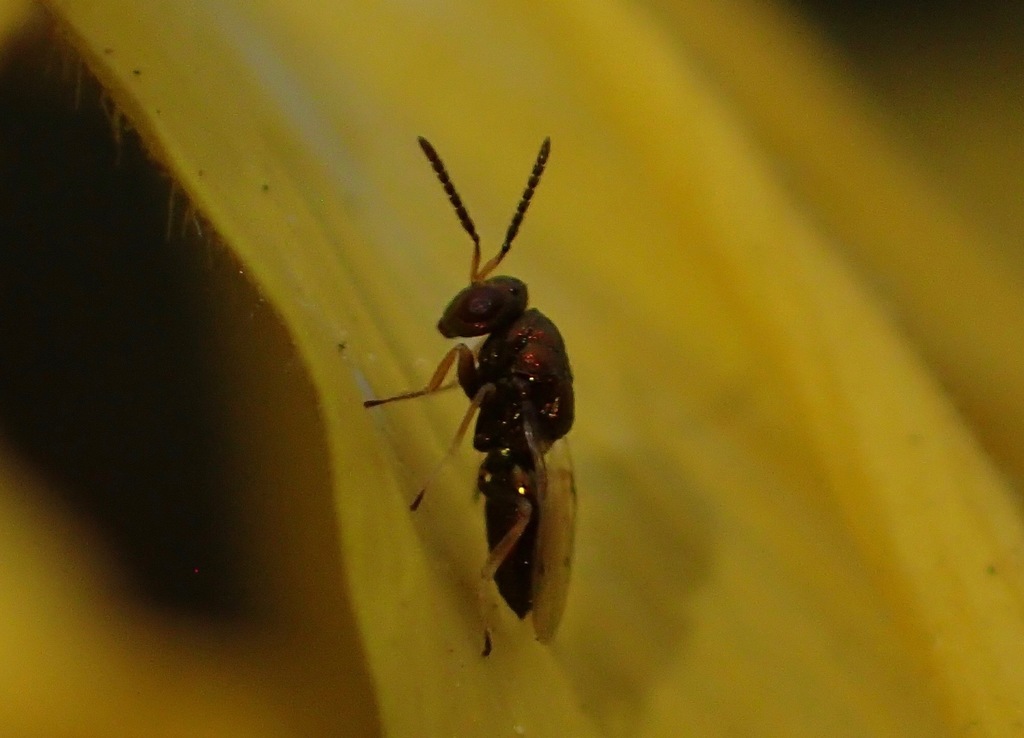 Pteromalidae from San Marcos, CA, USA on April 21, 2018 at 06:46 PM by ...