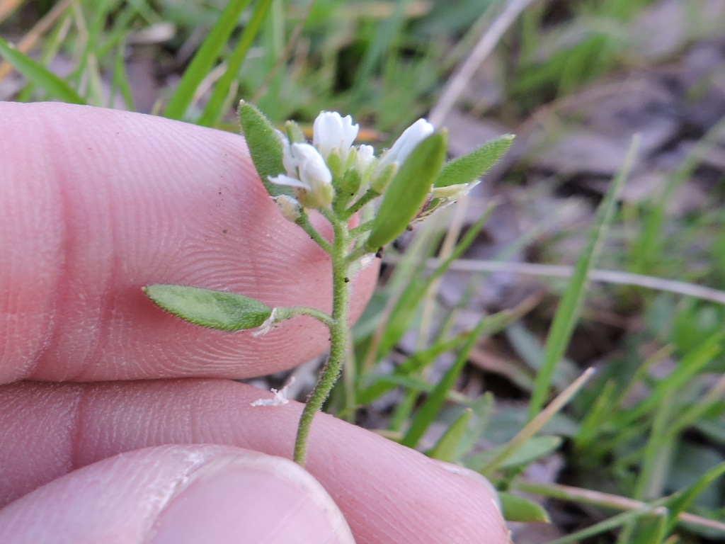 Wedge Leaf Whitlow-grass (Plants of Dallas/Fort Worth) · iNaturalist