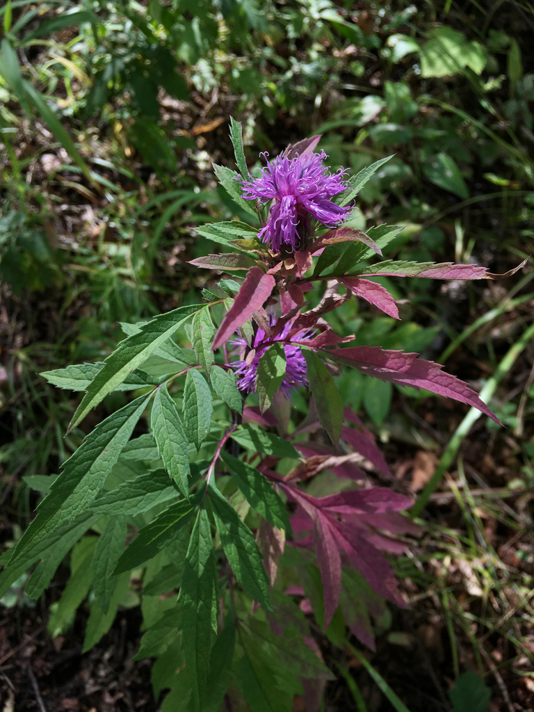 Serratula coronata from г. Находка, Приморский край, Россия on ...