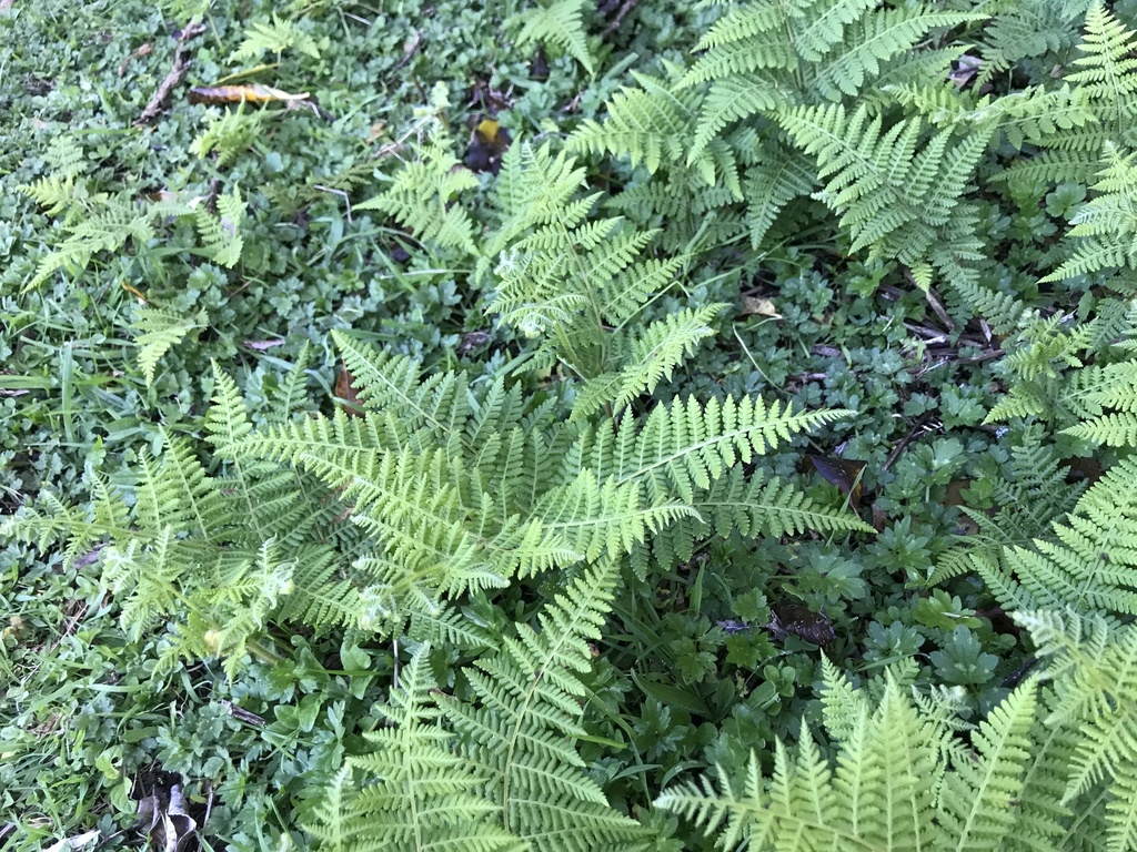 common pig fern from Otari-Wilton's Bush, Wilton, Wellington, NZ on ...