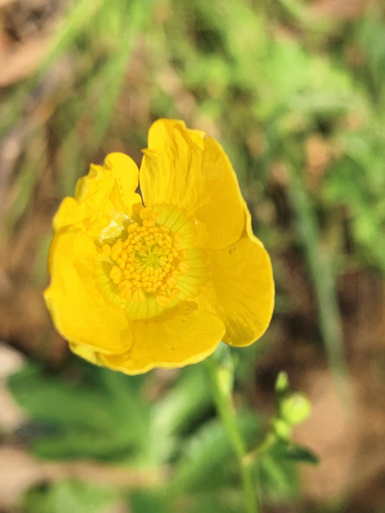 Australian Buttercup from Dacite Track, Mount Dandenong, VIC, AU on ...