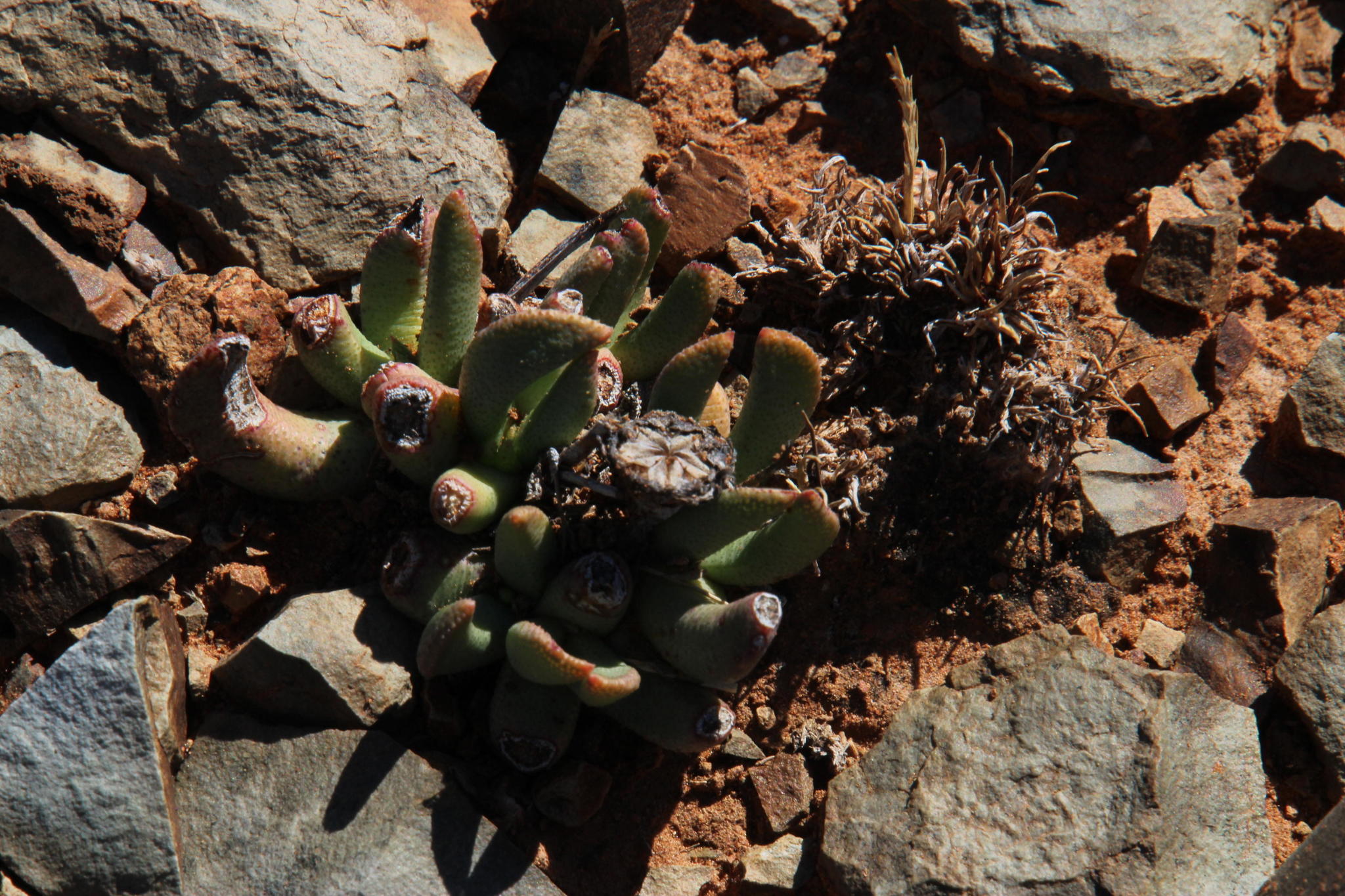 Hereroa concava L.Bolus