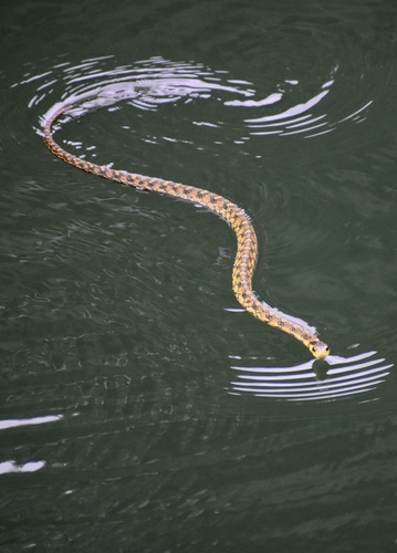 Big-eyed Bamboo Snake (Pseudoxenodon macrops) - Snakes and Lizards