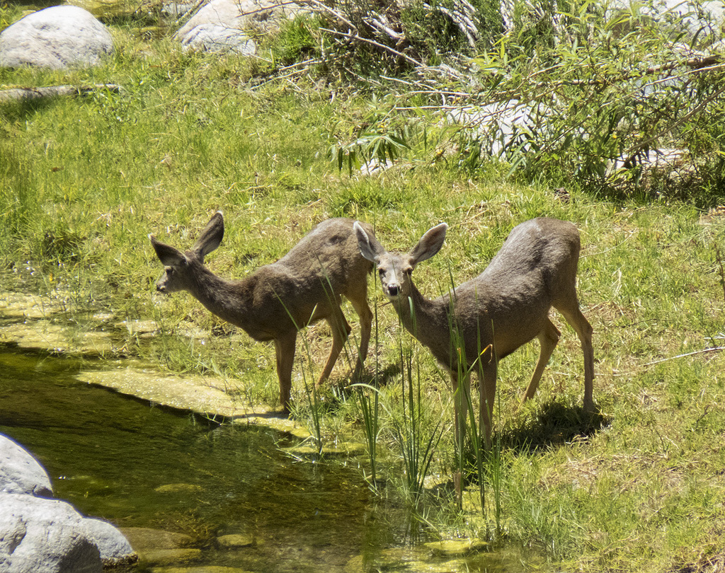 Peninsula Mule Deer from Cañon de la Zorra, BCS, Mexico on April 16 ...