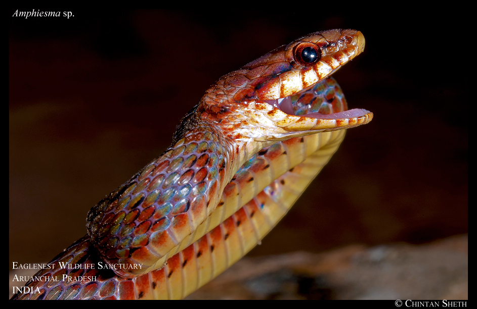 Natricine Snakes in May 2010 by chintan sheth · iNaturalist