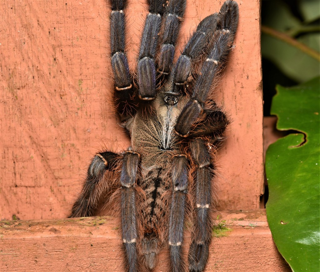 Malaysian Purple Earth Tiger Tarantula in September 2019 by Bob Zakaria ...