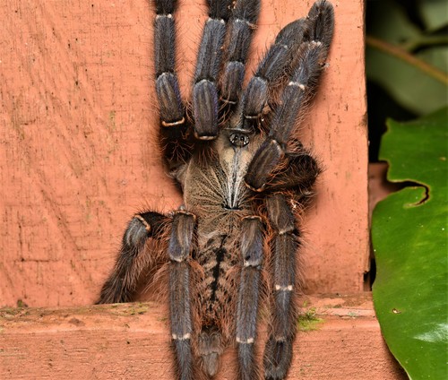 Phormingochilus (Tarantula guide of the World) · iNaturalist
