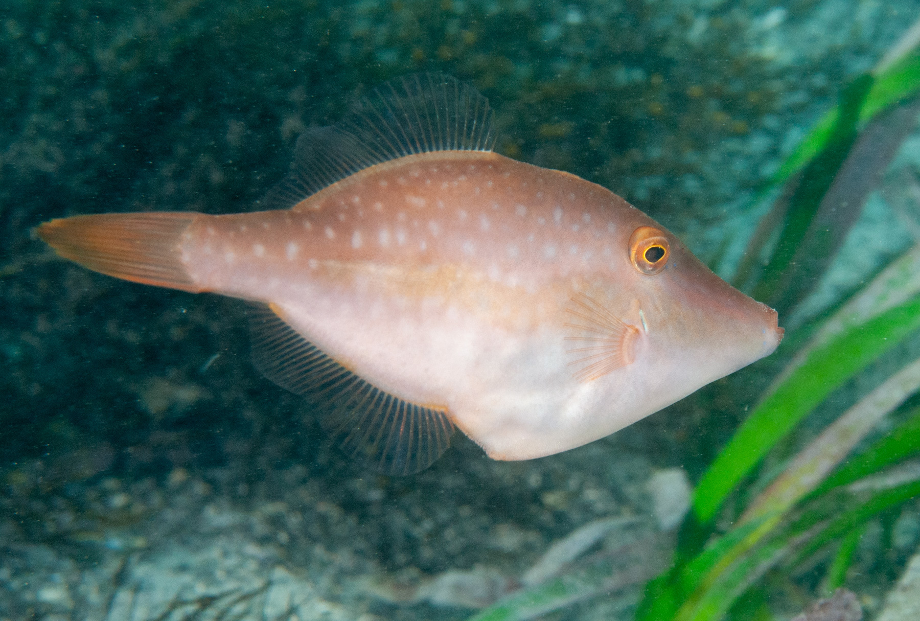 Toothbrush Leatherjacket (Acanthaluteres vittiger) - Tomahawk, Tasmania