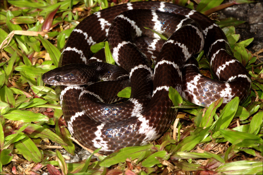Northern Large-toothed Snake (Lycodon septentrionalis) - Snakes and Lizards
