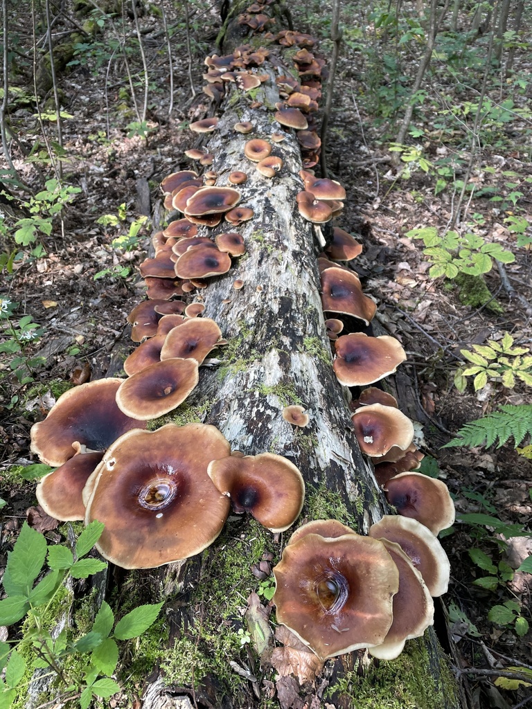 Bay Polypore from Finger Lakes National Forest, Hector, NY, US on ...