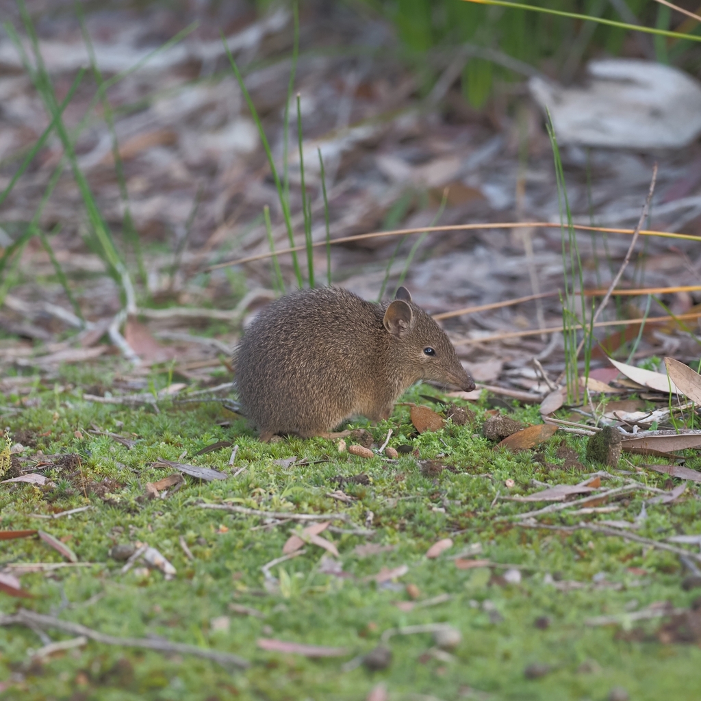 (Isoodon obesulus obesulus) - Know Your Mammals