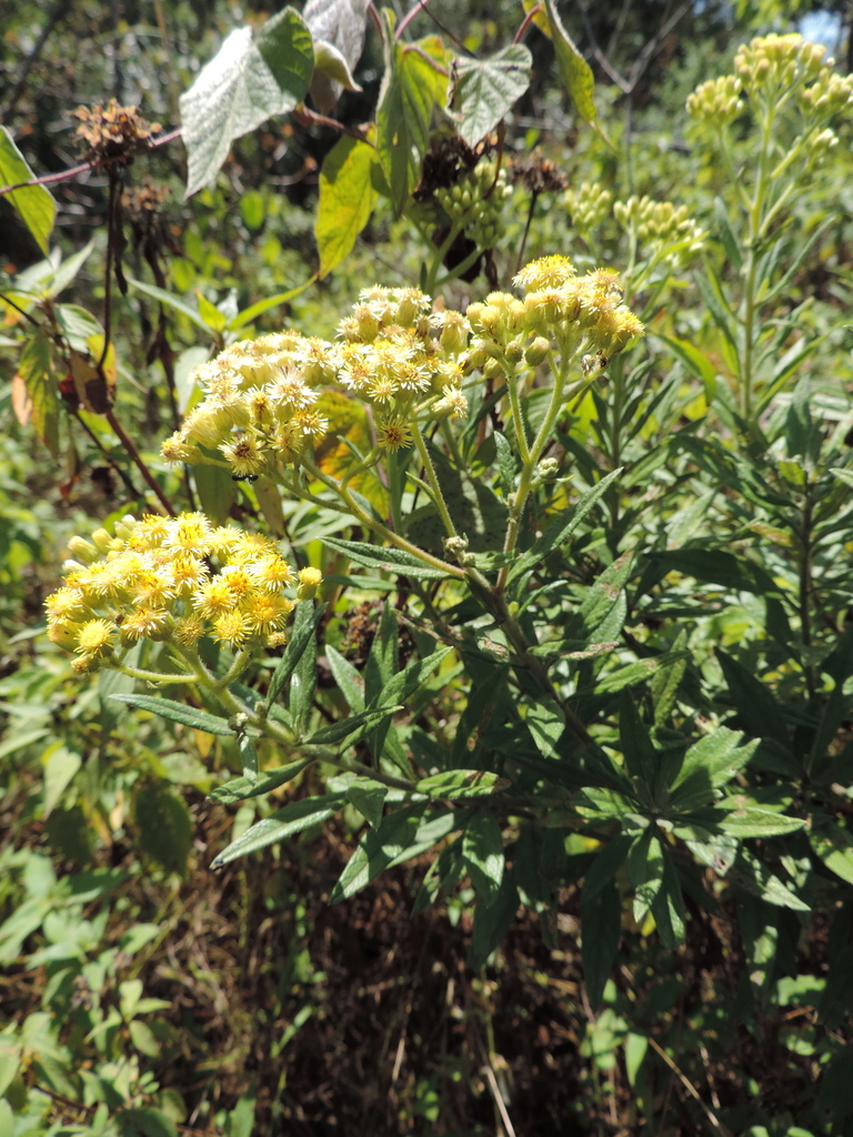 Microglossa pyrrhopappa from Nyamasheke, Ruanda on August 25, 2021 at ...