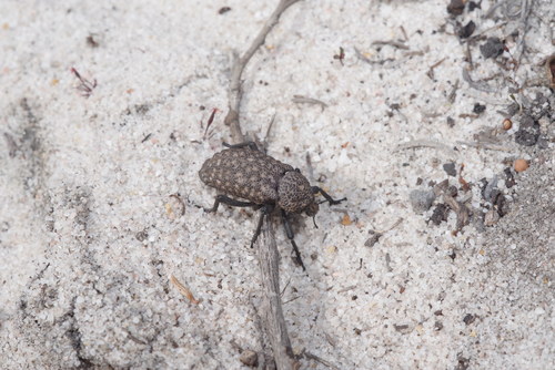 Euomus insculptus · iNaturalist