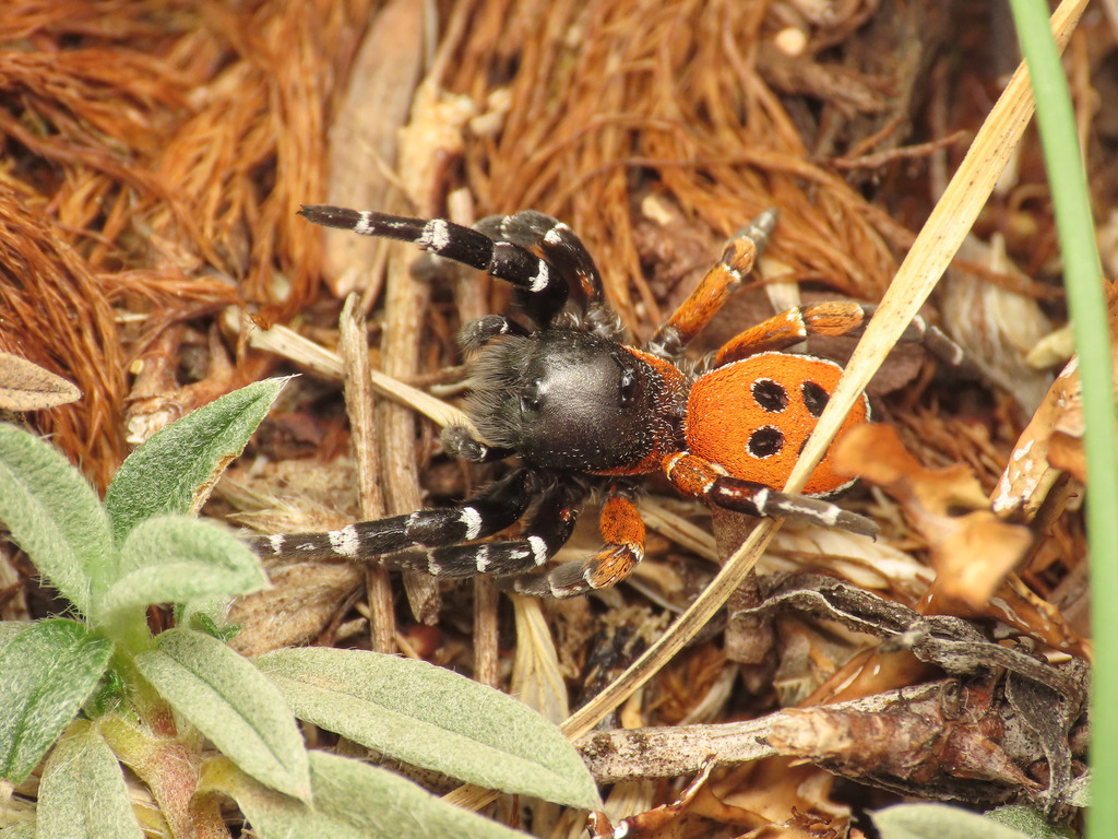 Ladybird Spider from Provincia dell'Aquila, Italia on October 4, 2021 ...