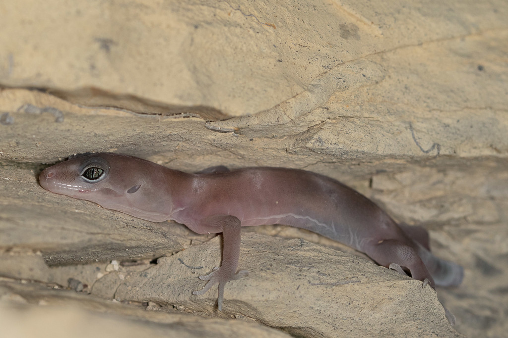 Reticulated Gecko in September 2021 by Romey Swanson · iNaturalist