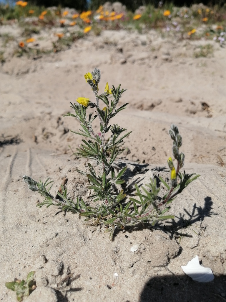 Melolobium aethiopicum from Wamakersvlei, West Coast DC, South Africa ...
