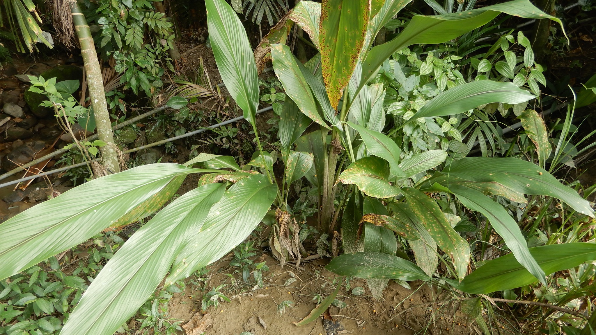 Curcuma zedoaria (Christm.) Roscoe