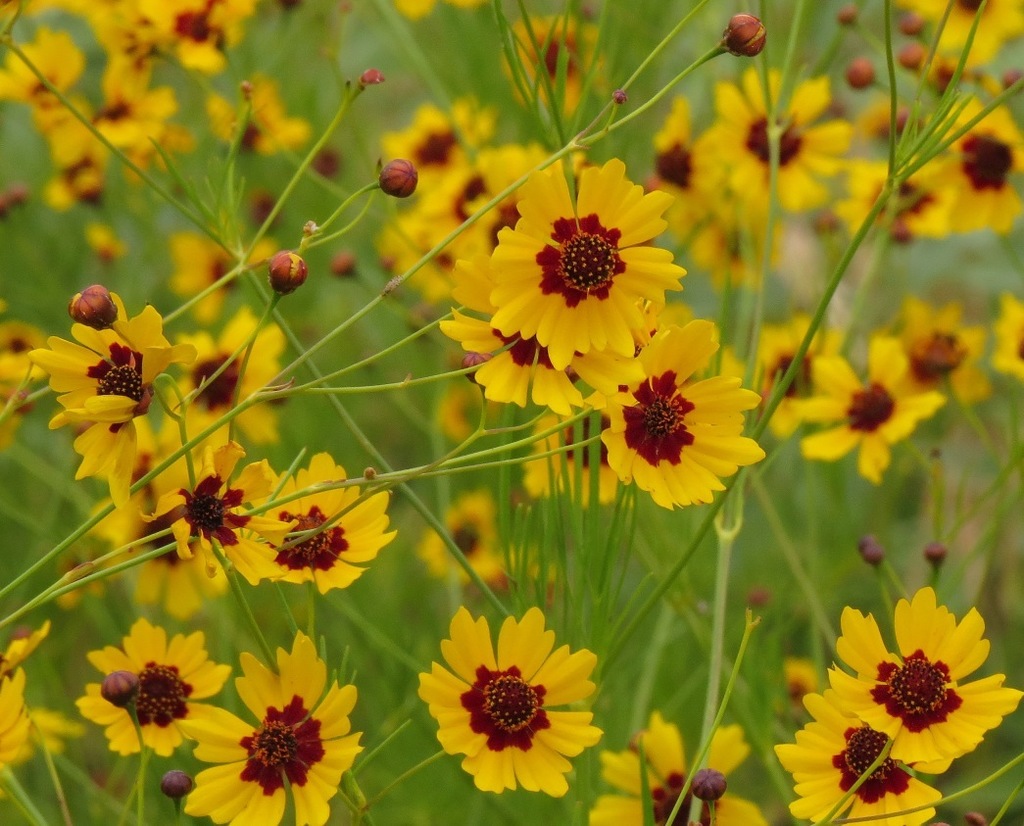 plains coreopsis (Nash Prairie Plants List) · iNaturalist