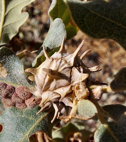 Andricus turcicus · iNaturalist