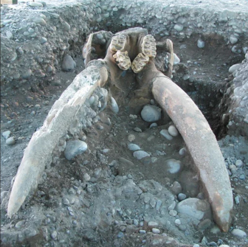 Gomphotheres (Gomphotheriidae) - Know Your Mammals