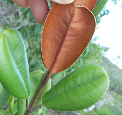 Micropholis emarginata · iNaturalist