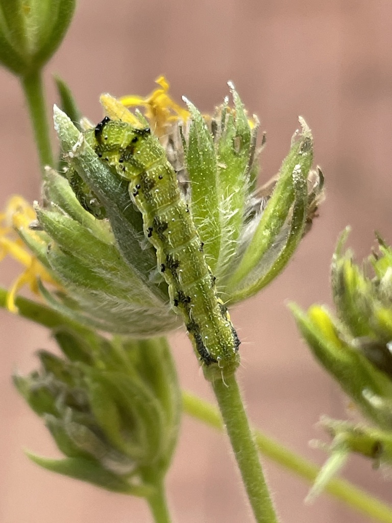 Heliothinae from N Via Del Arbolito, Tucson, AZ, US on October 05, 2021 at 08:14 AM by Deborah ...