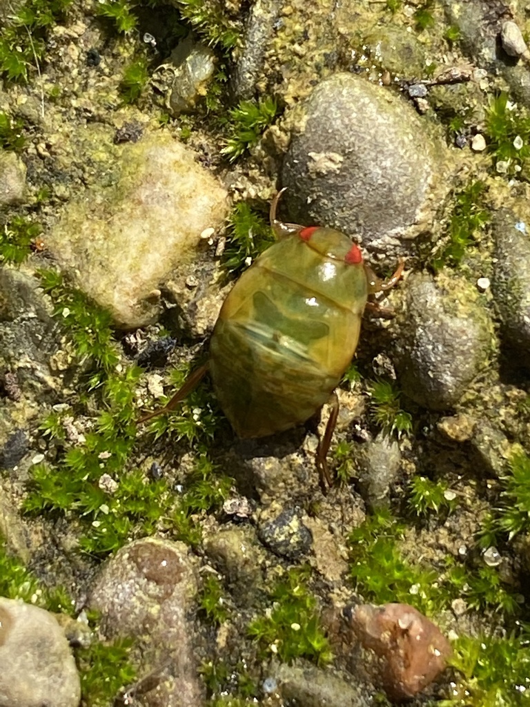 Pelocoris femoratus from Presque Isle Bay, Millcreek Township, PA, US ...