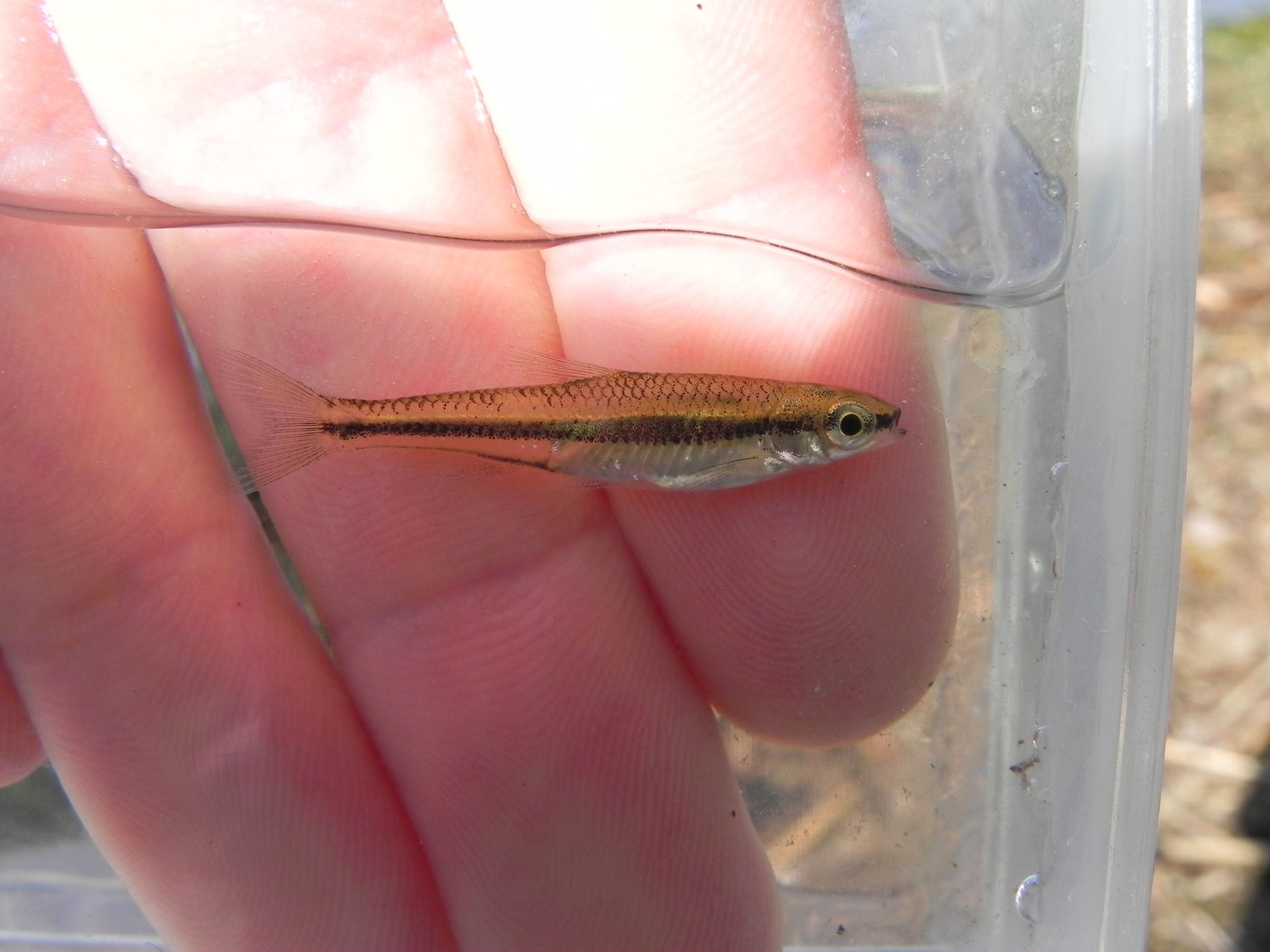 Notropis heterodon (Cope, 1865)