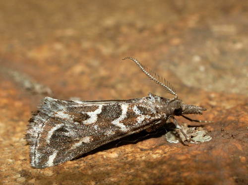 Hypotia massilialis · iNaturalist Mexico