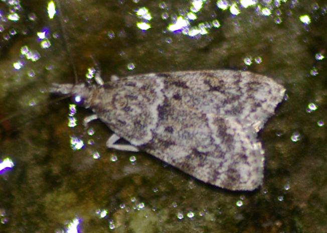 Many-spotted Scoparia Moth (Priority Butterflies & Moths of Great Smoky ...