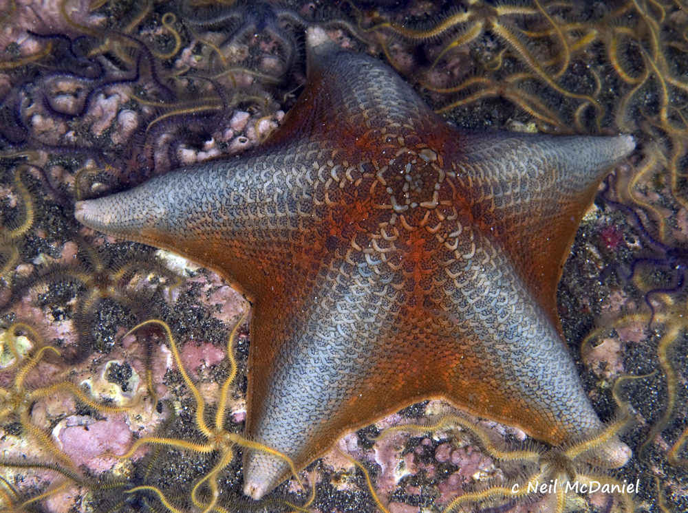 Bat Star from Santa Barbara Island, CA, USA on November 12, 2014 at 07: ...