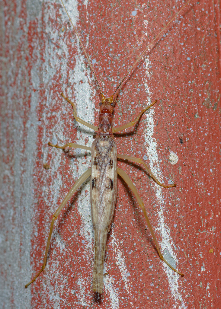 Two-spotted Tree Cricket from South Bend on August 06, 2021 at 10:11 PM ...
