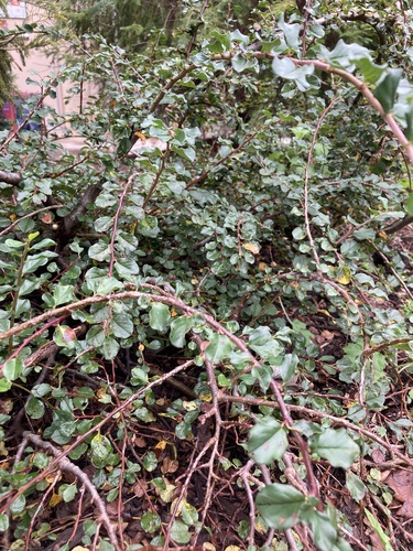 Creeping Cotoneaster (Cotoneaster nanshan) · iNaturalist
